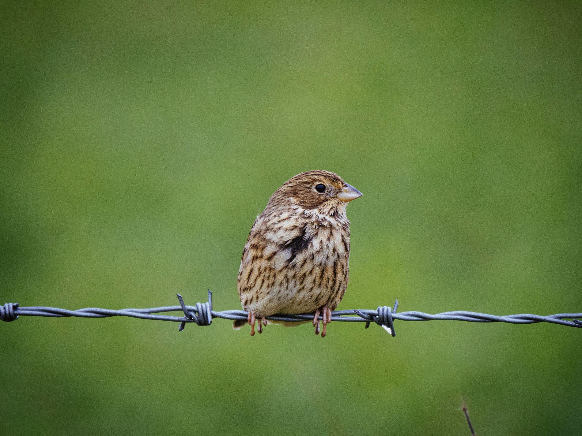 UK Birds Beginning With D – Awesome Wildlife Co