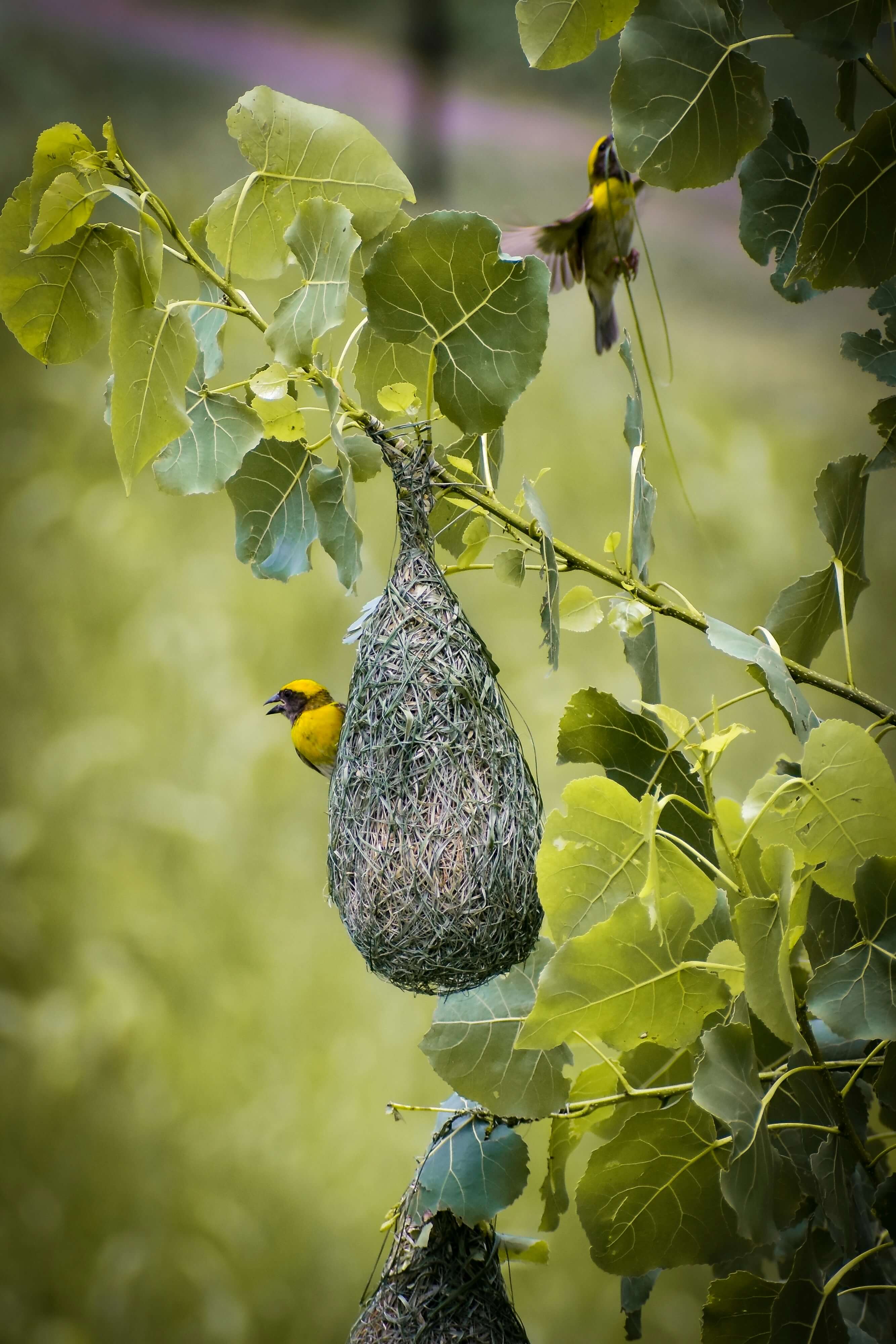 Yellow Birds UK: A Guide – Awesome Wildlife Co