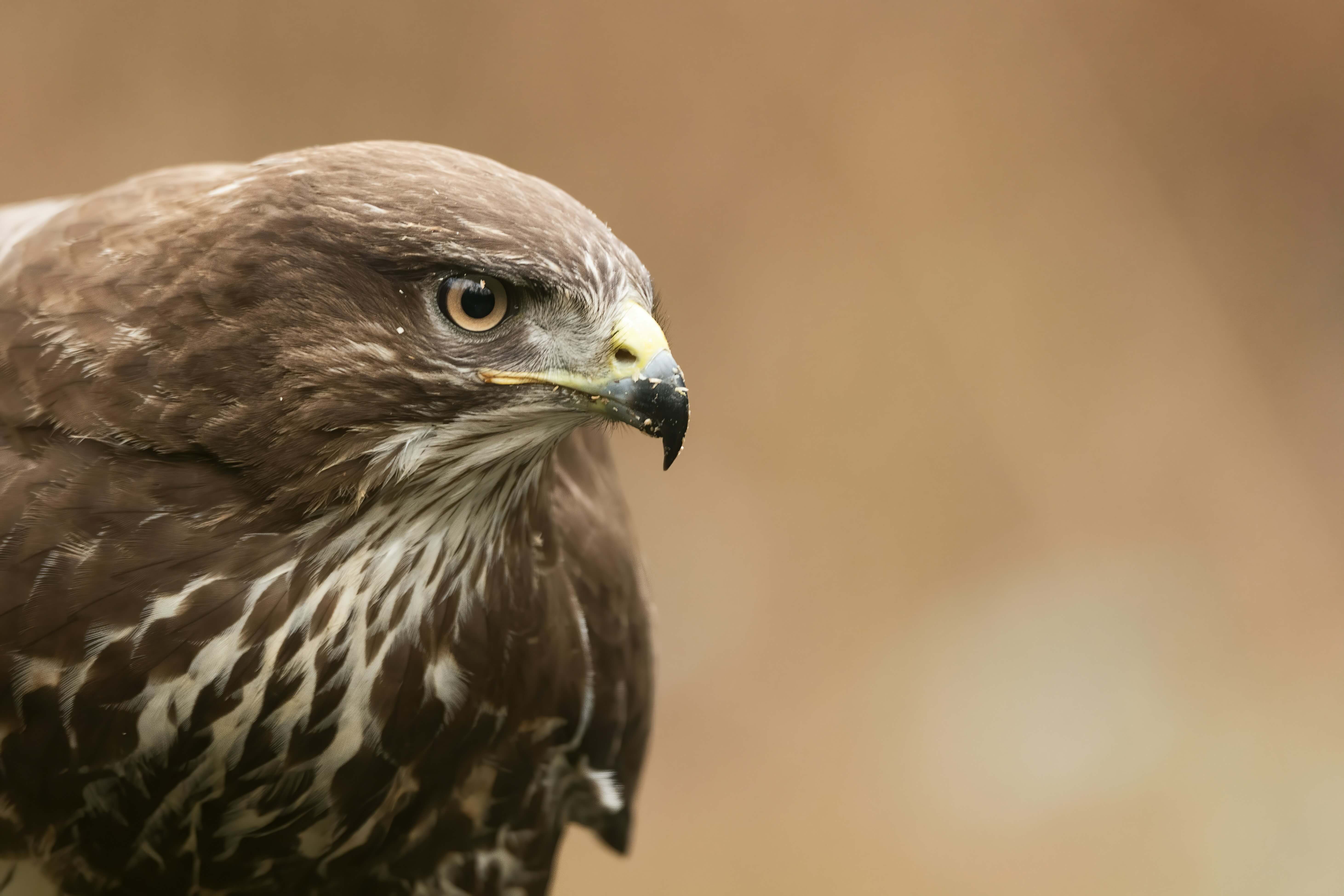 Birds of Prey UK: Identification Guide – Awesome Wildlife Co