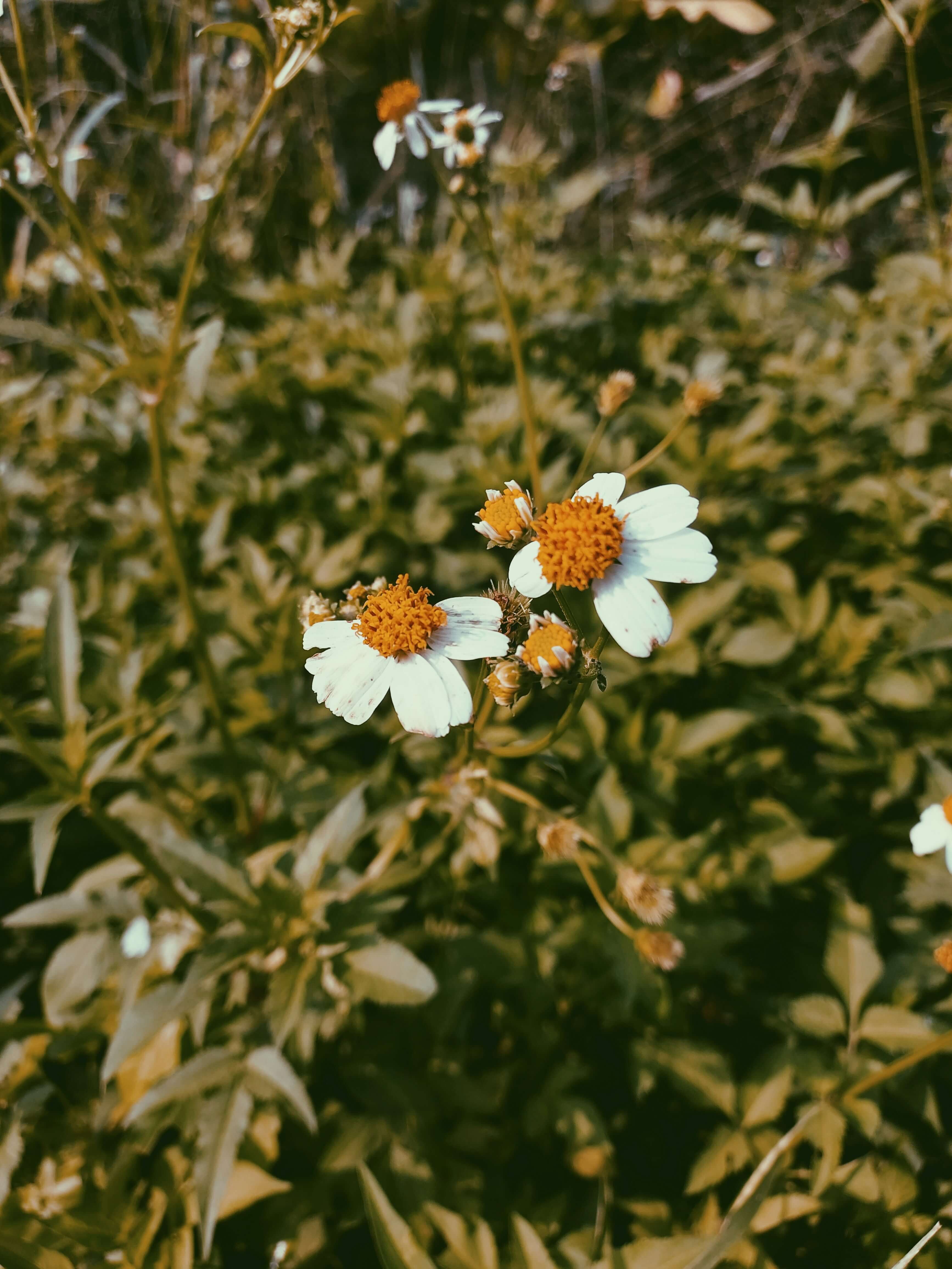 Top Wildlife-Friendly Plants for UK Gardens – Awesome Wildlife Co