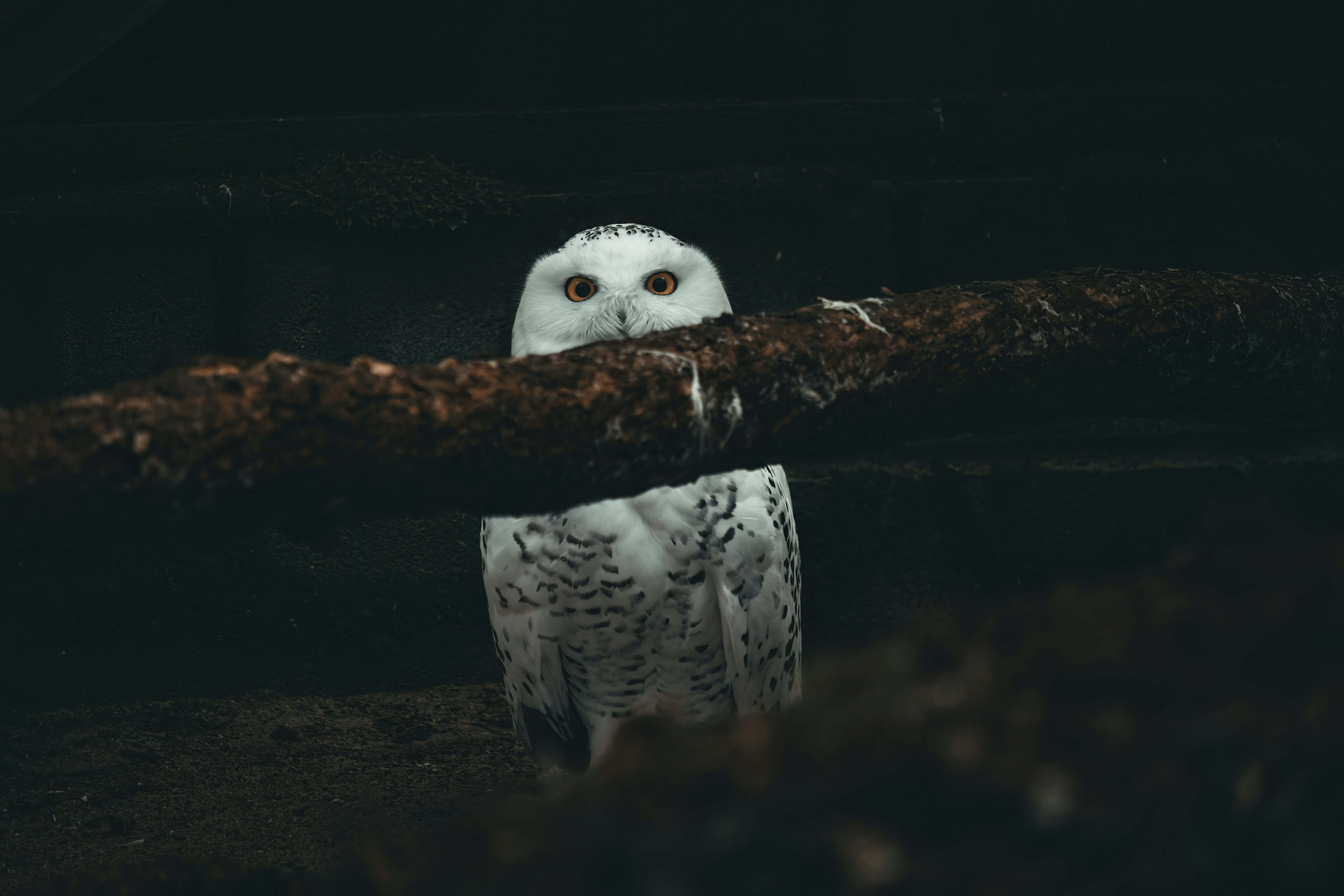 Who Visits Your Garden After Dark? Exploring the World of Night Creatu ...