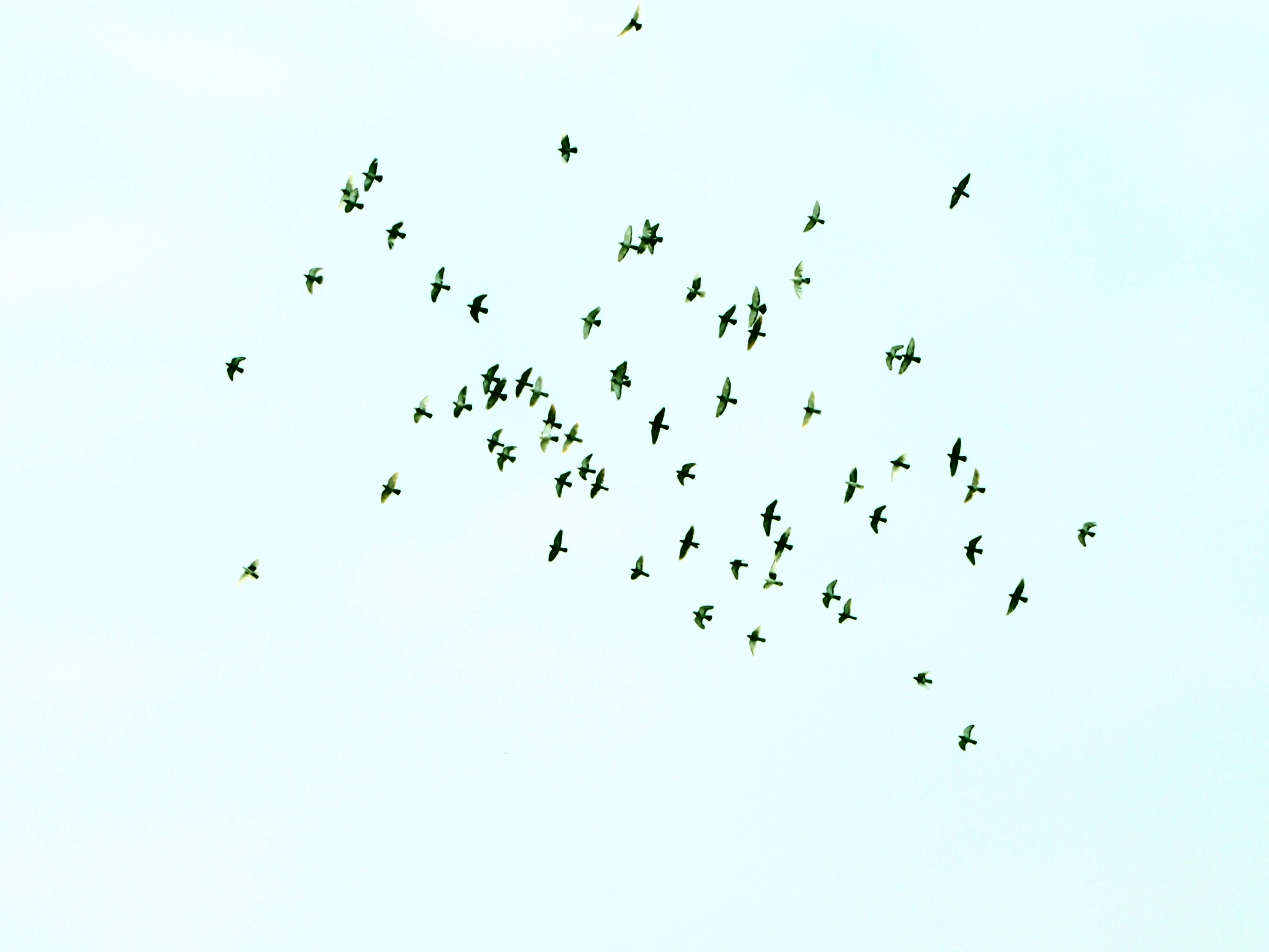 A Guide: Rarest Birds in the UK – Awesome Wildlife Co